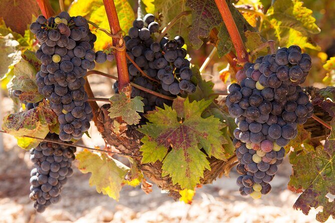 Full-Day Wine Country Wine Tastings From Atlanta - The Itinerary: What You’ll Actually Do