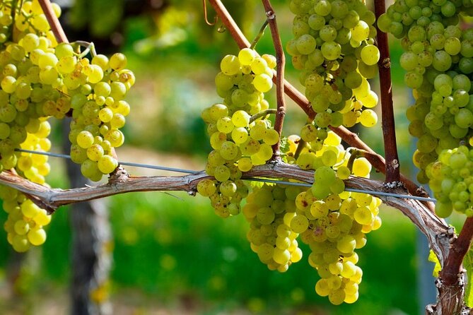 Full-Day Wine Tasting Tour in Athens with Visit to Cape Sounio - Authentic Greek Hospitality and Overall Value