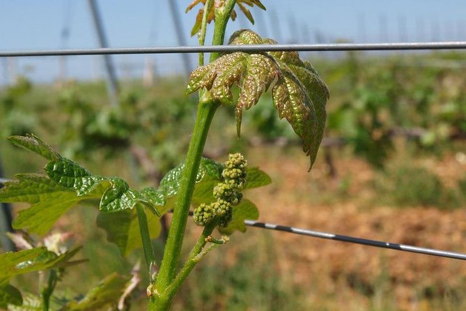 Full-Day Wine Tour from Istanbul - The Sum Up: Who Will Love This Tour?