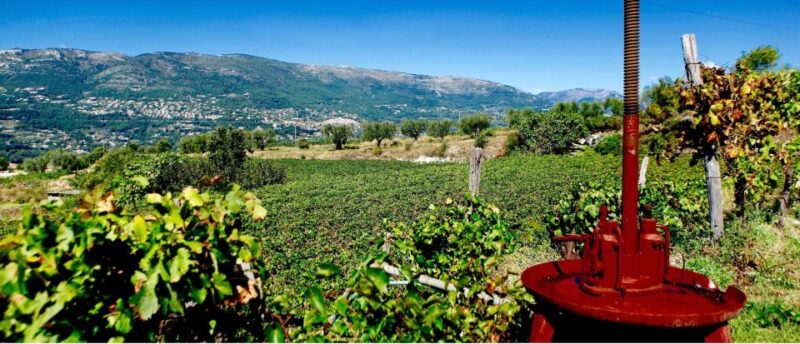 Full-Day Wine Tour in Bellet & Saint-Paul de Vence From Nice - Final Thoughts
