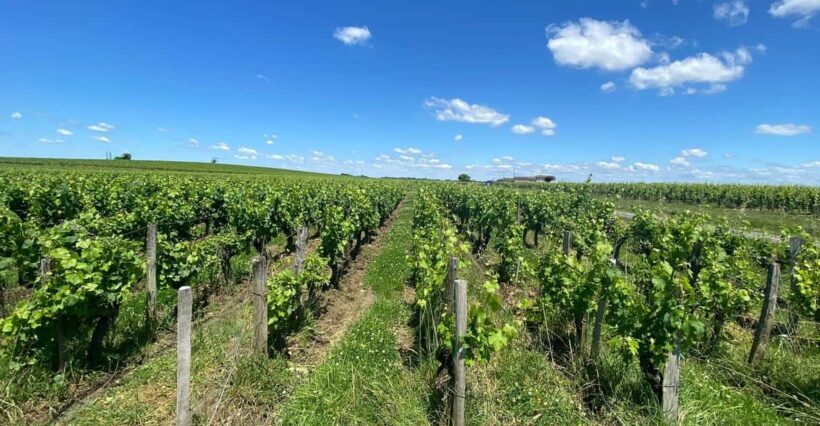 Full Day Wine tour in saint emilion & Margaux - Practical Considerations