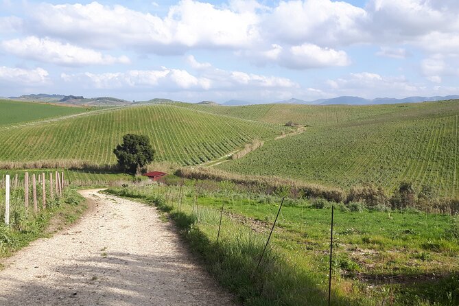 Full-Day Wine Tour in Western Sicily - Meeting and Pickup