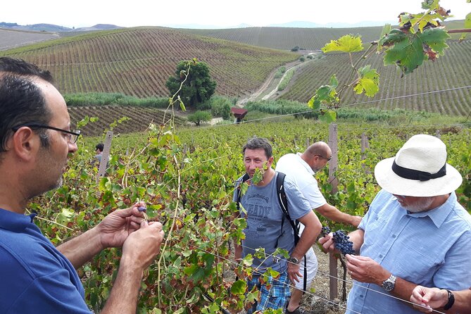 Full-Day Wine Tour in Western Sicily - Pricing and Booking