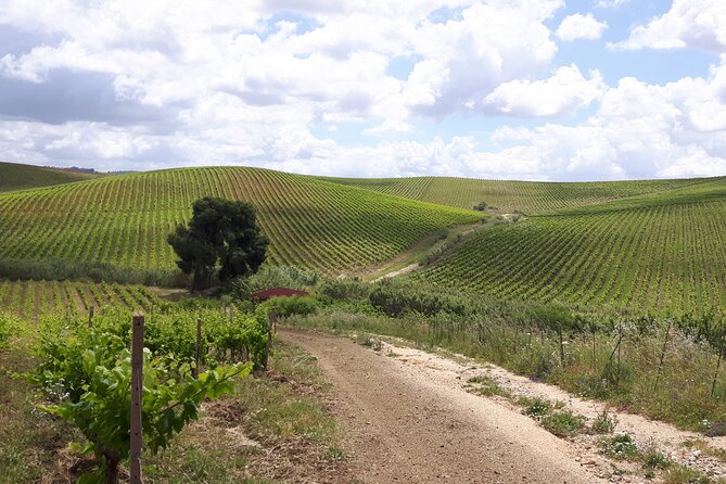 Full-Day Wine Tour in Western Sicily - Reviews and Feedback