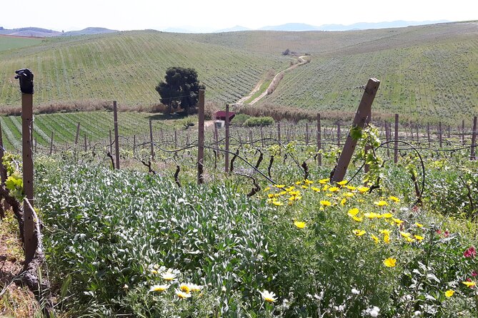 Full-Day Wine Tour in Western Sicily - Tasting the Local Wines