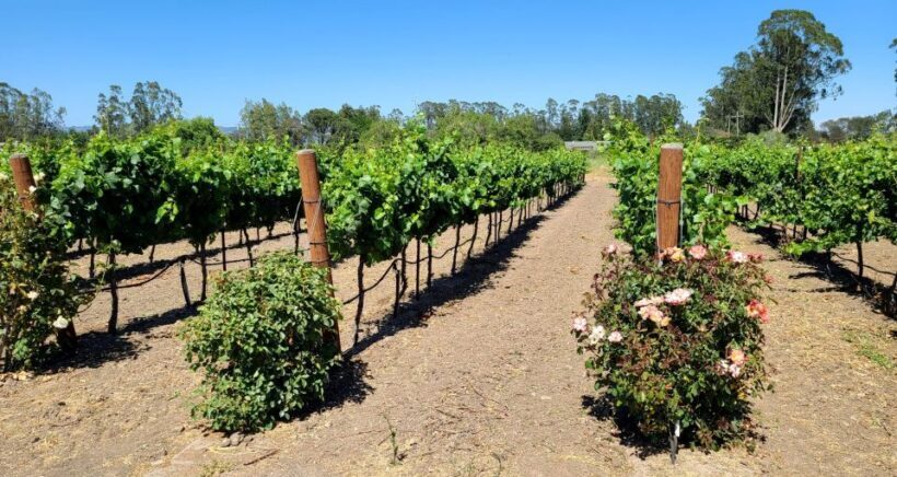 Full-Day Wine Tour to Napa & Sonoma 3 Tastings Included - How Does It Value for Money?