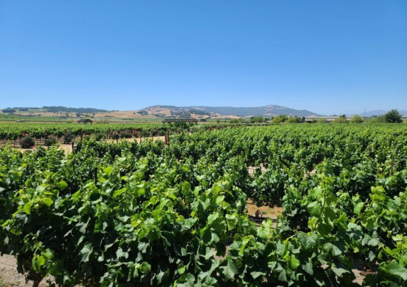 Full-Day Wine Tour to Napa & Sonoma 3 Tastings Included - FAQ