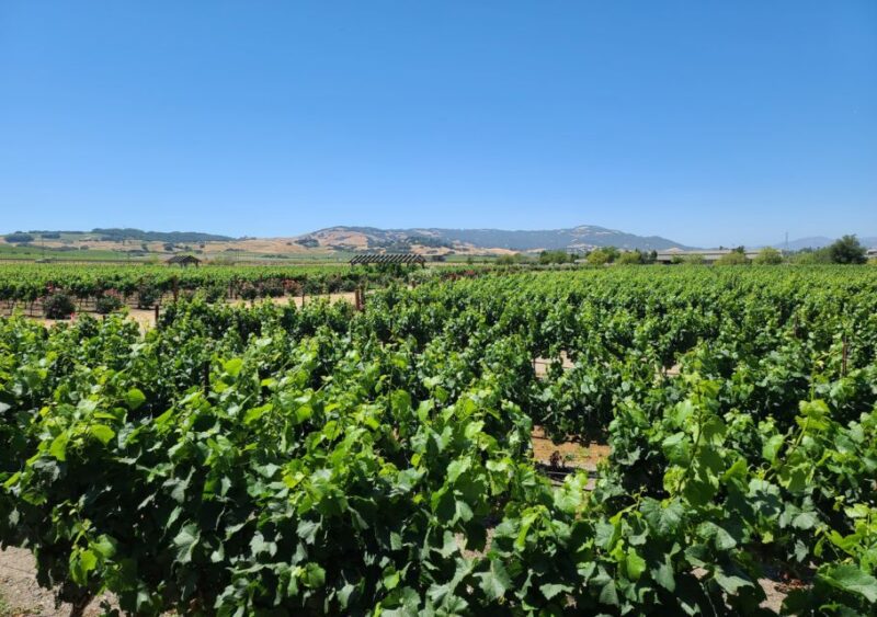 Full-Day Wine Tour to Napa & Sonoma 3 Tastings Included - FAQs