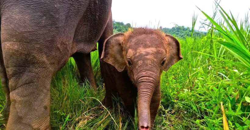 Full-day with CHIANGMAI ELEPHANT CARE and Sticky waterfall - Key Points