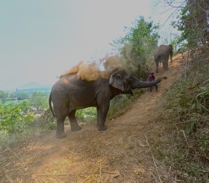 Full-day with CHIANGMAI ELEPHANT CARE and Sticky waterfall - What Travelers Say