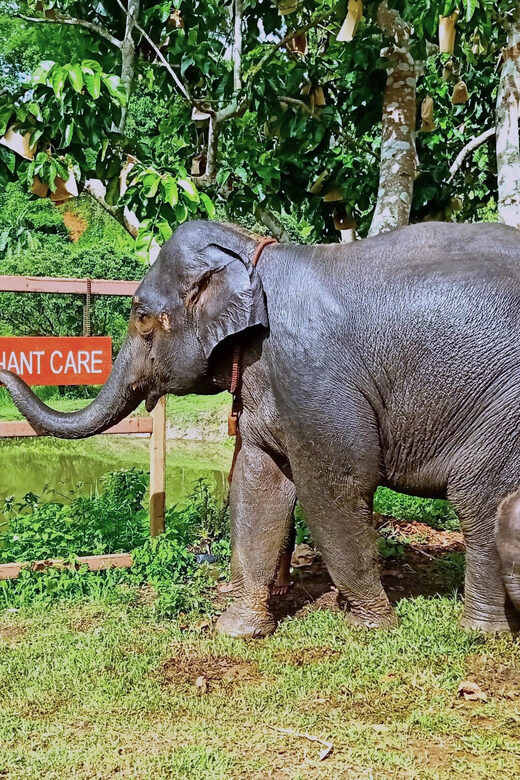 Full-day with CHIANGMAI ELEPHANT CARE and Sticky waterfall - Final Thoughts: Who Is This Tour For?