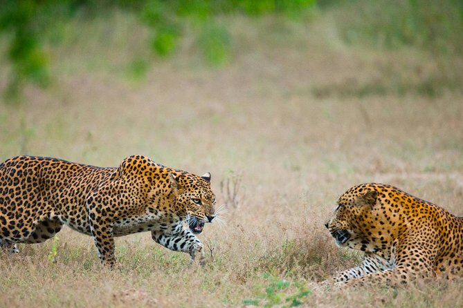 Full Day Yala Safari with Picnic Lunch from Hambantota Harbour - Who Should Consider This Tour?