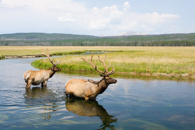 Full Day Yellowstone Nat'l Park Tour From West Yellowstone - FAQ