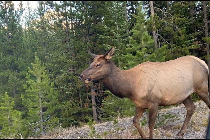 Full day Yellowstone The Volcano Lower Loop West Yellowstone - FAQ