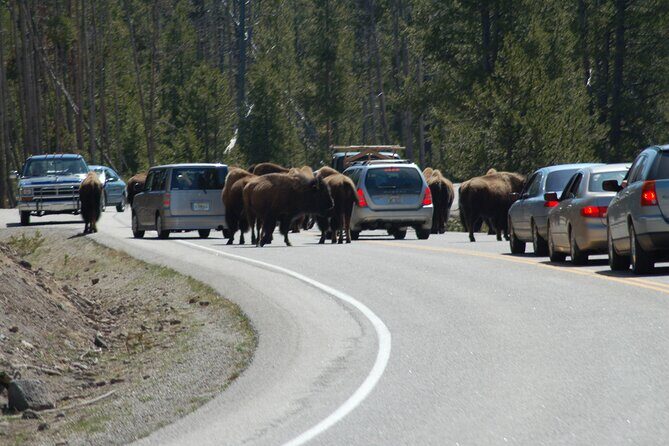 Full-Day Yellowstone Upper (Northern) Loop Tour - Real Traveler Feedback