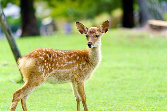 Full-Daytour in Osaka Nara, Todaiji Temple and Uji Matcha - Exploring Osaka