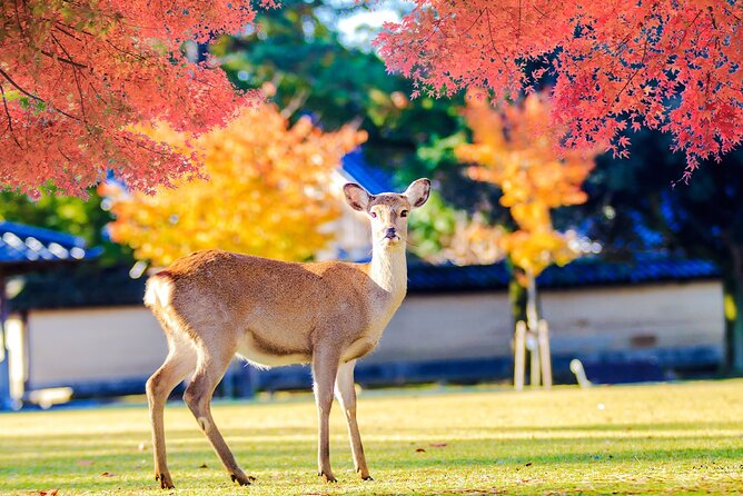 Full-Daytour in Osaka Nara, Todaiji Temple and Uji Matcha - Discovering Nara