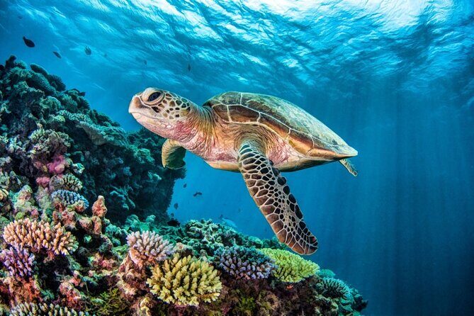 Full-dayTurtle Adventure: ATV, Zipline, Cenote & Turtle Swim - The Itinerary Breakdown: A Day Filled with Action