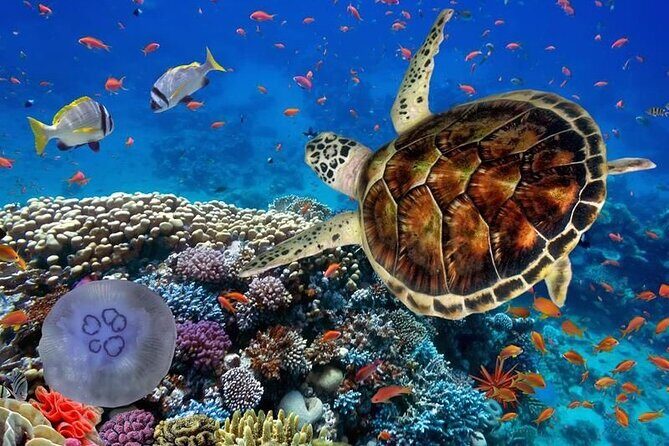 Full-dayTurtle Adventure: ATV, Zipline, Cenote & Turtle Swim - Authenticity and Authentic Experiences