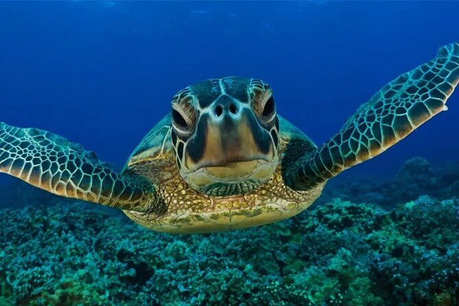 Full-dayTurtle Adventure: ATV, Zipline, Cenote & Turtle Swim - The Sum Up