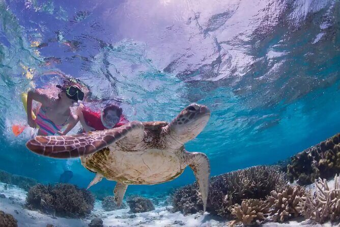 Full-dayTurtle Adventure: ATV, Zipline, Cenote & Turtle Swim - FAQs