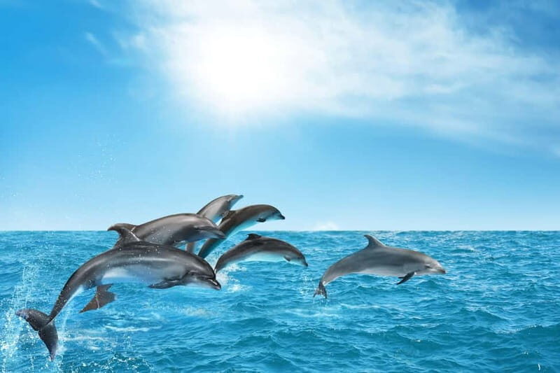 Full Digital Travel Guide Gran Canaria - Enjoy the best - Authentic experiences and insider tips