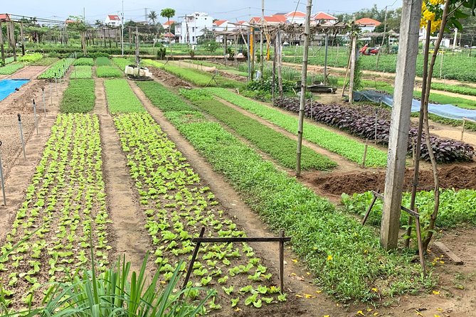 Full Experience Tour: Cooking Class & Basket Boat at Eco-Village - Introduction