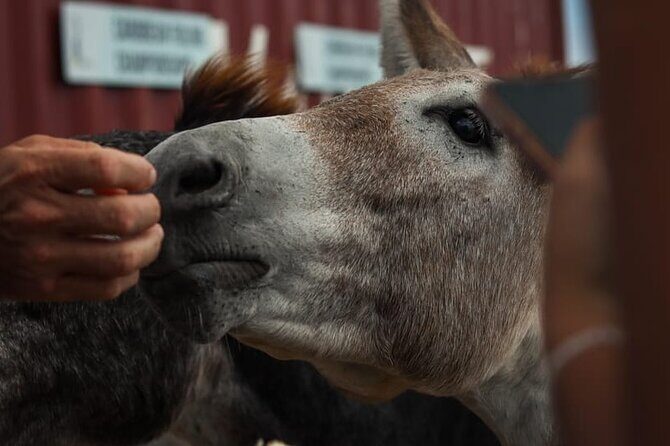 Full Island ATV-UTV Guided Tour in Dutch and French St. Maarten - Frequently Asked Questions