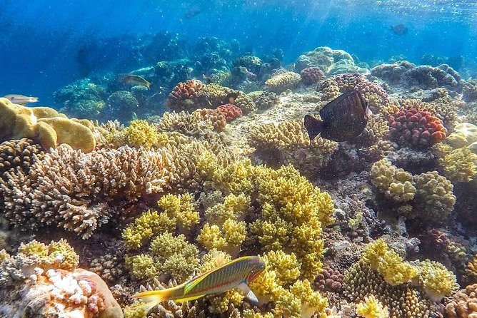 Full Relaxing Day To The Red Sea From Cairo Or Giza Hotel - Who Is This Tour Best For?