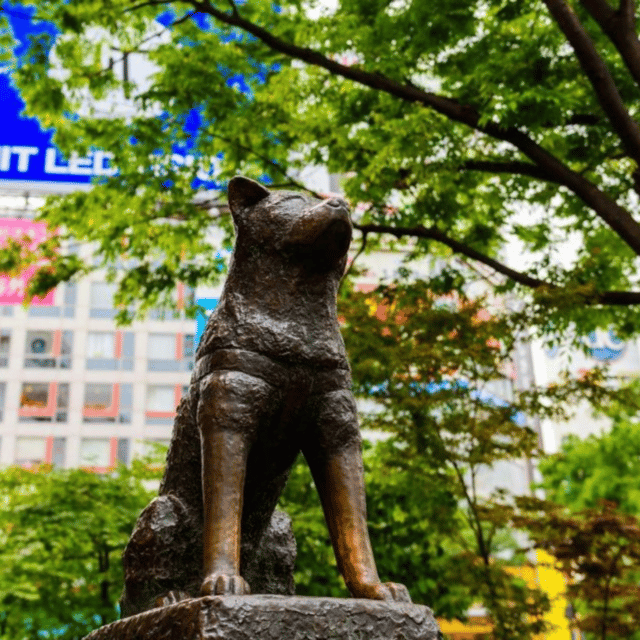 Fully Customised Tokyo City Private 1 Day Tour At Low Price - Important Information and Considerations