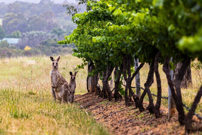 Fully Private and Customisable Hunter Valley Wine Tour - Who is This Tour Best For?