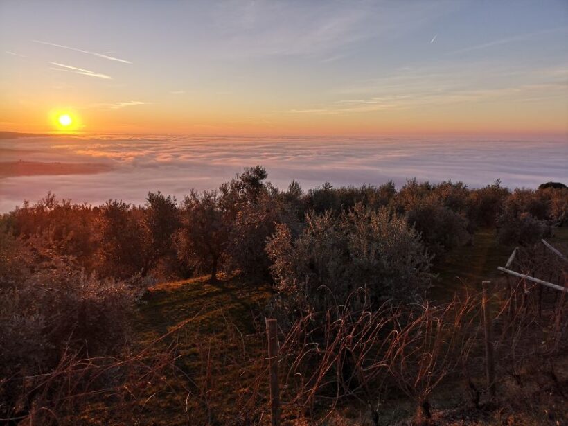 Fumane: Olive oil tasting on the hills of Valpolicella - The Sum Up