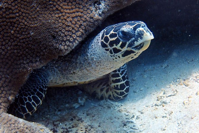 Fun Dive Nusa Penida Bali - For Certified Divers - Final Word
