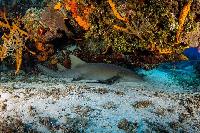 Fun dives Cozumel south marine park - Who Will Love This Tour?
