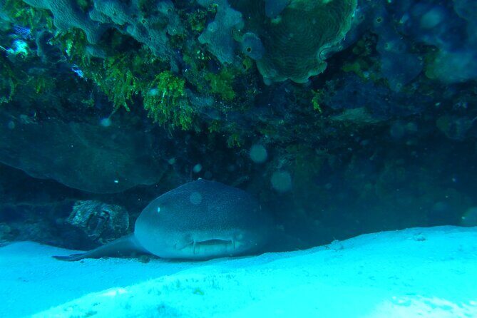 Fun dives Cozumel south marine park - FAQ
