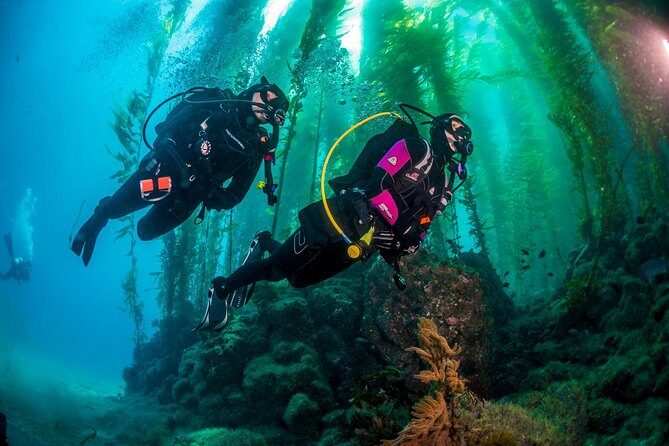 Fun Dives For Certified Divers - What You Can Expect from the Tour
