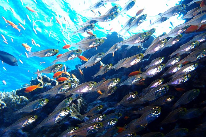 Fun Dives For Certified Divers - What the Reviews Say