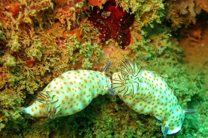 Fun Dives For Certified Divers - Who Should Consider This Tour?