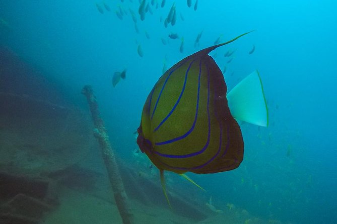 Fun Dives For Certified Divers - The Sum Up