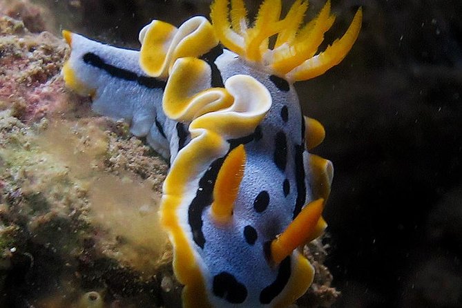 Fun Dives - Guided Dives for Certified Divers - Key Points