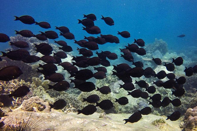 Fun Dives - Guided Dives for Certified Divers - Value and Practical Considerations