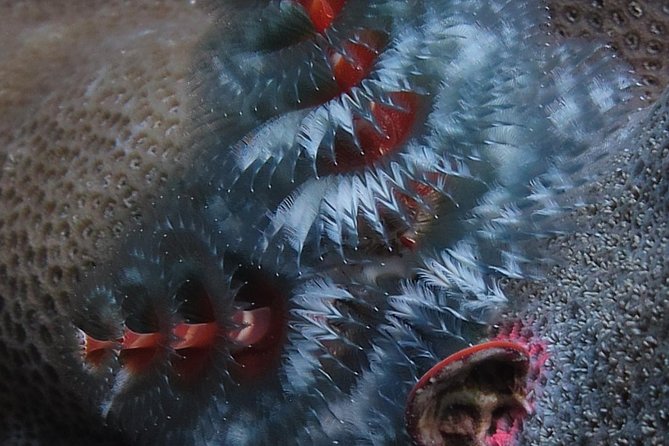 Fun Dives - Guided Dives for Certified Divers - FAQ