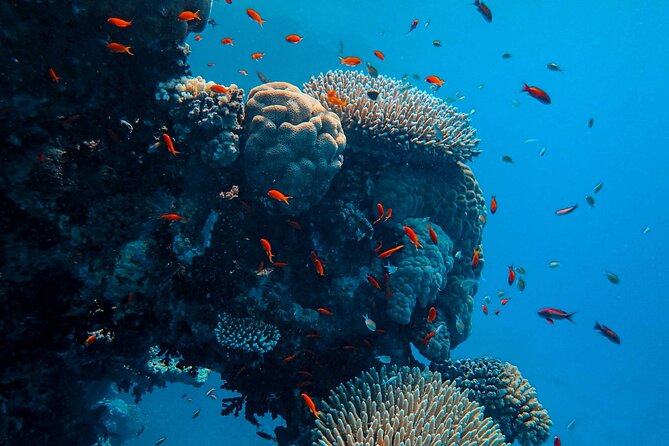 Fun Diving for Certified Divers at Phu Quoc Islands - Is It Worth the Price?