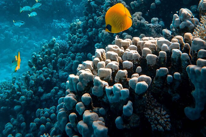 Fun Diving for Certified Divers at Phu Quoc Islands - Who Should Consider This Tour?