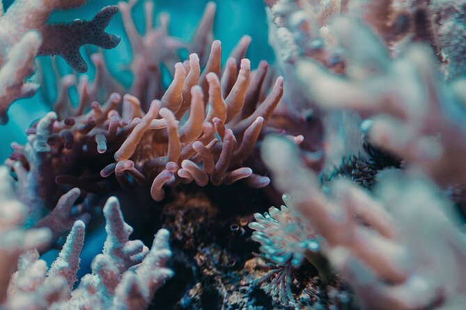 Fun Diving for Certified Divers at Phu Quoc Islands - The Sum Up: Is This the Dive Experience for You?