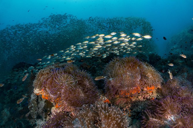 Fun Diving Packages (Certified Divers) - Who Should Consider This Tour?