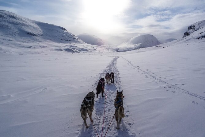 Fun & Easy Dog Sledding Adventure - Early Bird 08:10 - Participant Requirements