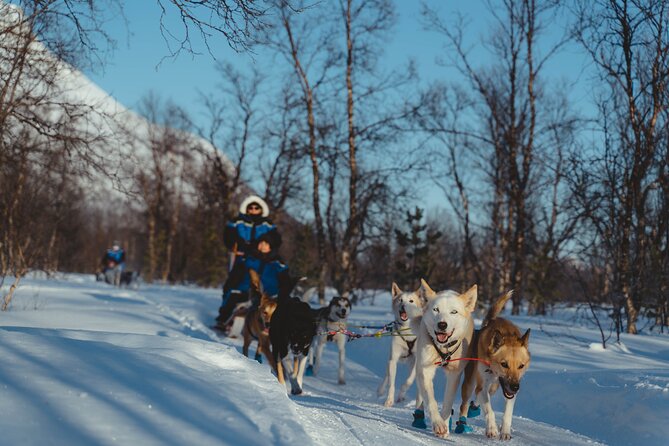 Fun & Easy Dog Sledding Adventure - Noon Tour - Authenticity and Value