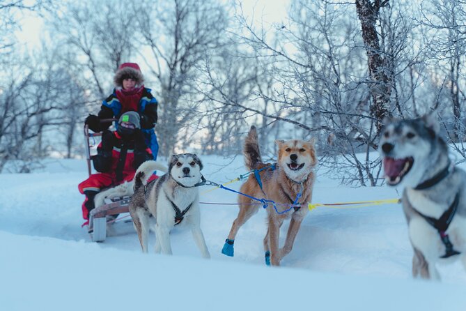 Fun & Easy Dog Sledding Adventure - Noon Tour - Who Will Love This Tour?