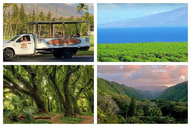 Fun! Open-Air Banyan Tree Forest & Blowhole Sight-Seeing MauiTour - An In-Depth Look at the Tour